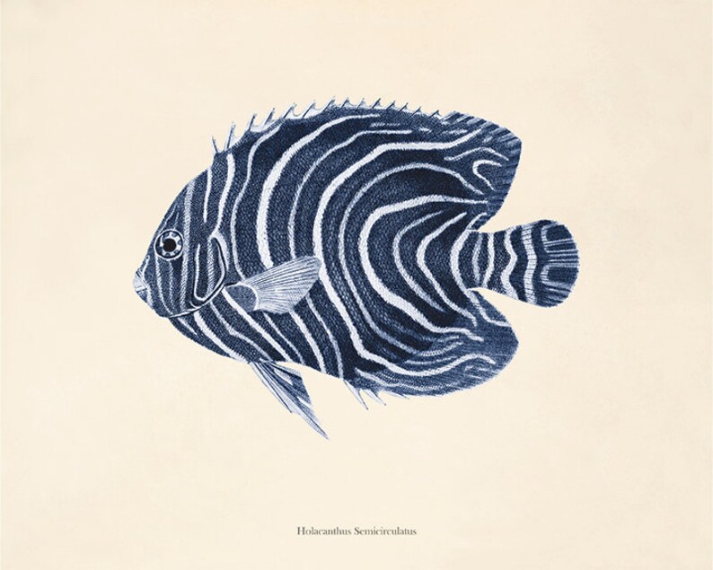 Tropical Fish Art Print Navy Blue Art Fish Print Antique Wall - Etsy