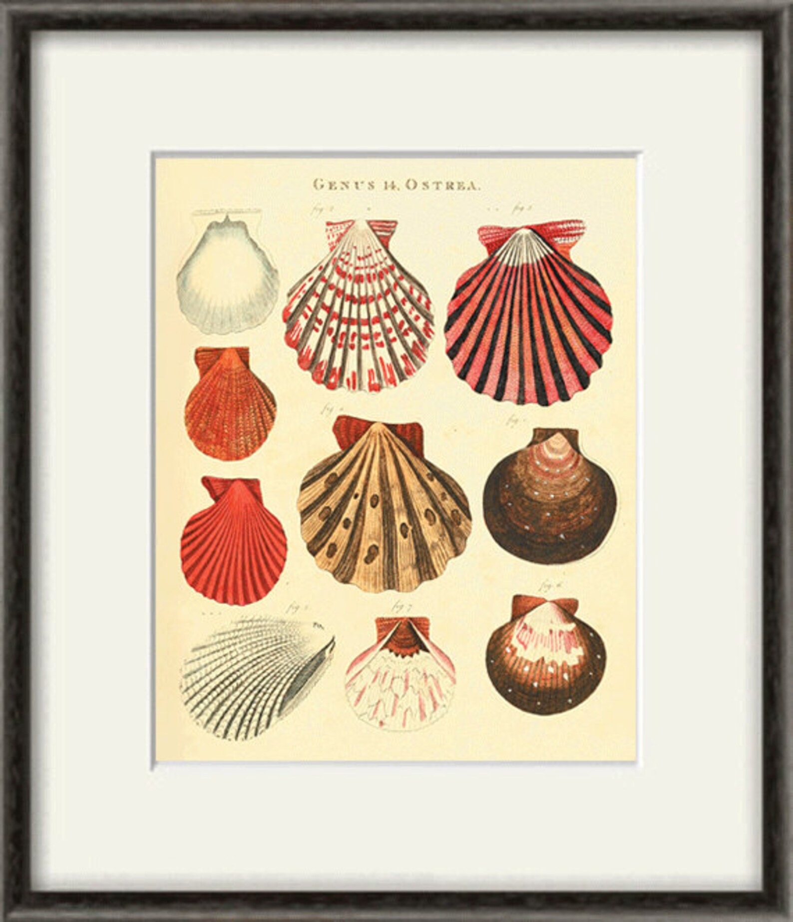 Sea Shell Art Print Antique Prints Nautical Art Print Ocean - Etsy UK