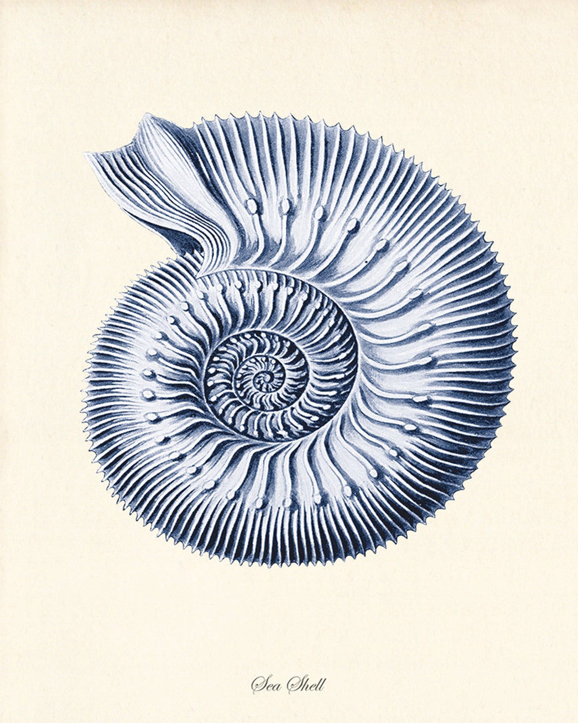 Blue Nautical Decor Seashell Art Print Sea Beach Art Nautical - Etsy