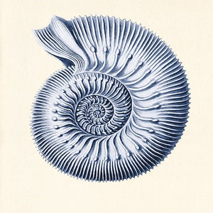 Blue Nautical Decor Seashell Art Print Sea Beach Art Nautical Art Print ...