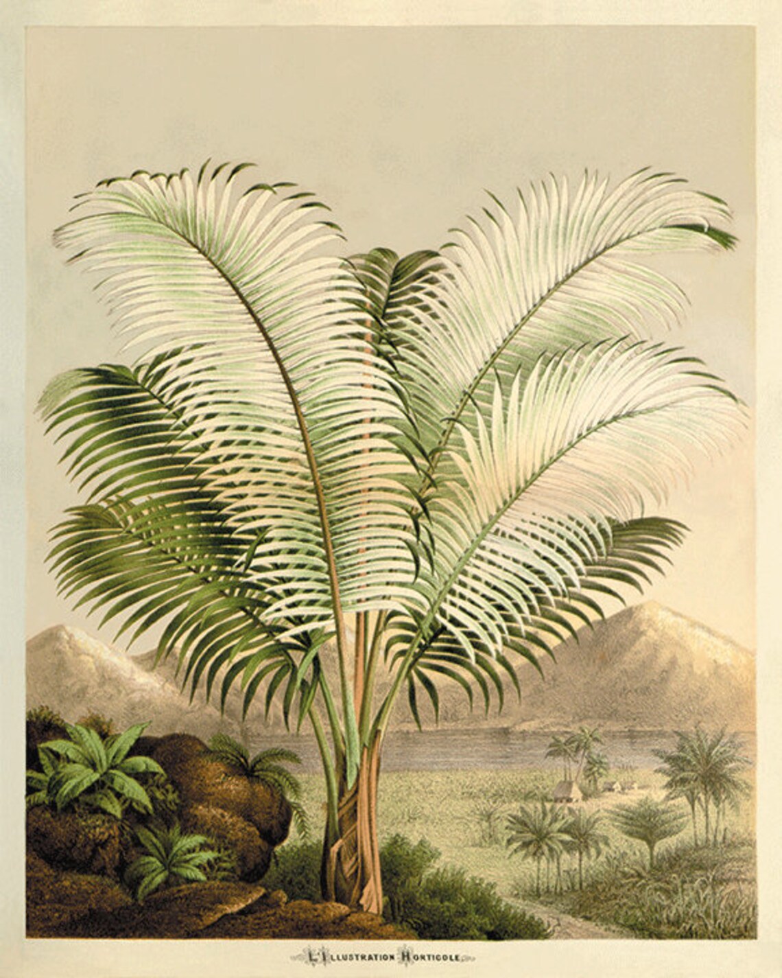 Palm Tree Art Print Antique Botanical Art Prints Home Decor - Etsy