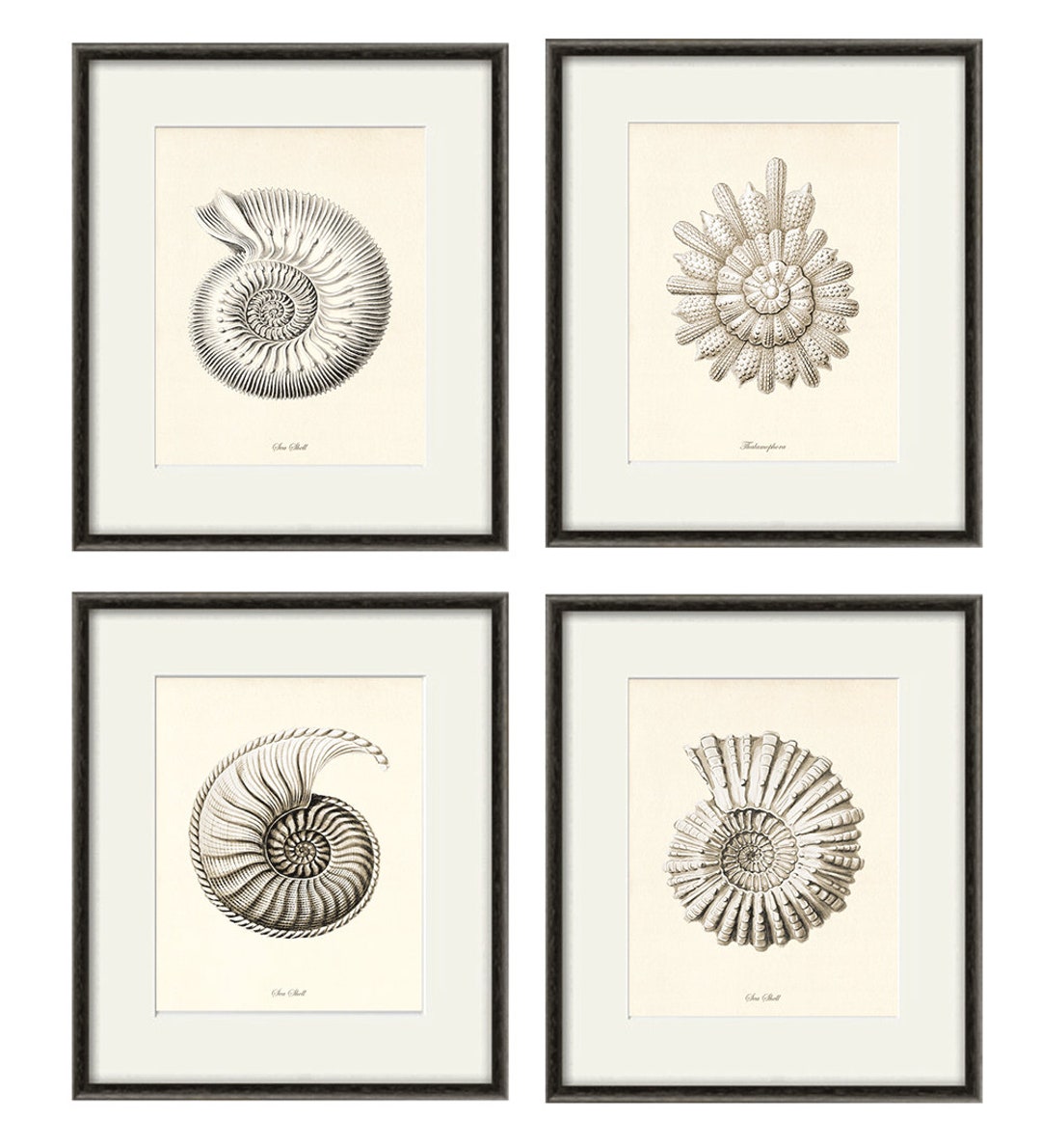 Antique Sea Shell Art Print Sea Beach Art Nautical Print Ocean Print ...