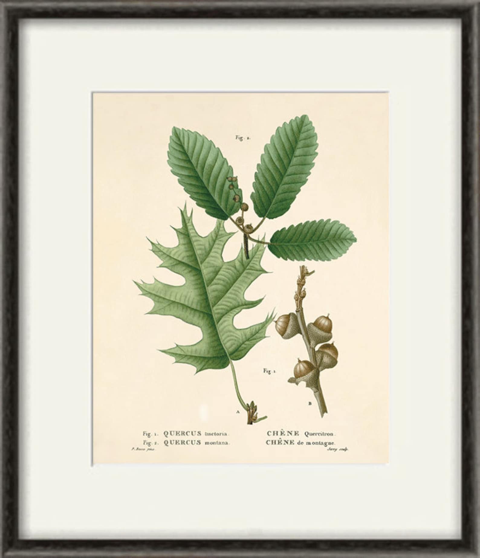 Antiqua Botanical Art Prints Oak Leaf Art Botanical Print Set | Etsy