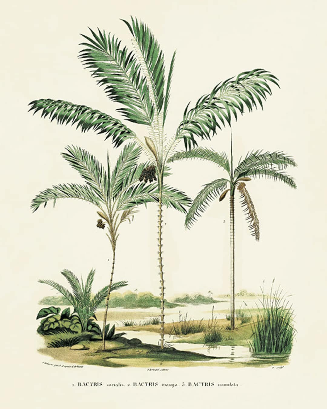 Antique Palm Tree Art Print: Victorian Botanical Wall Decor - Etsy