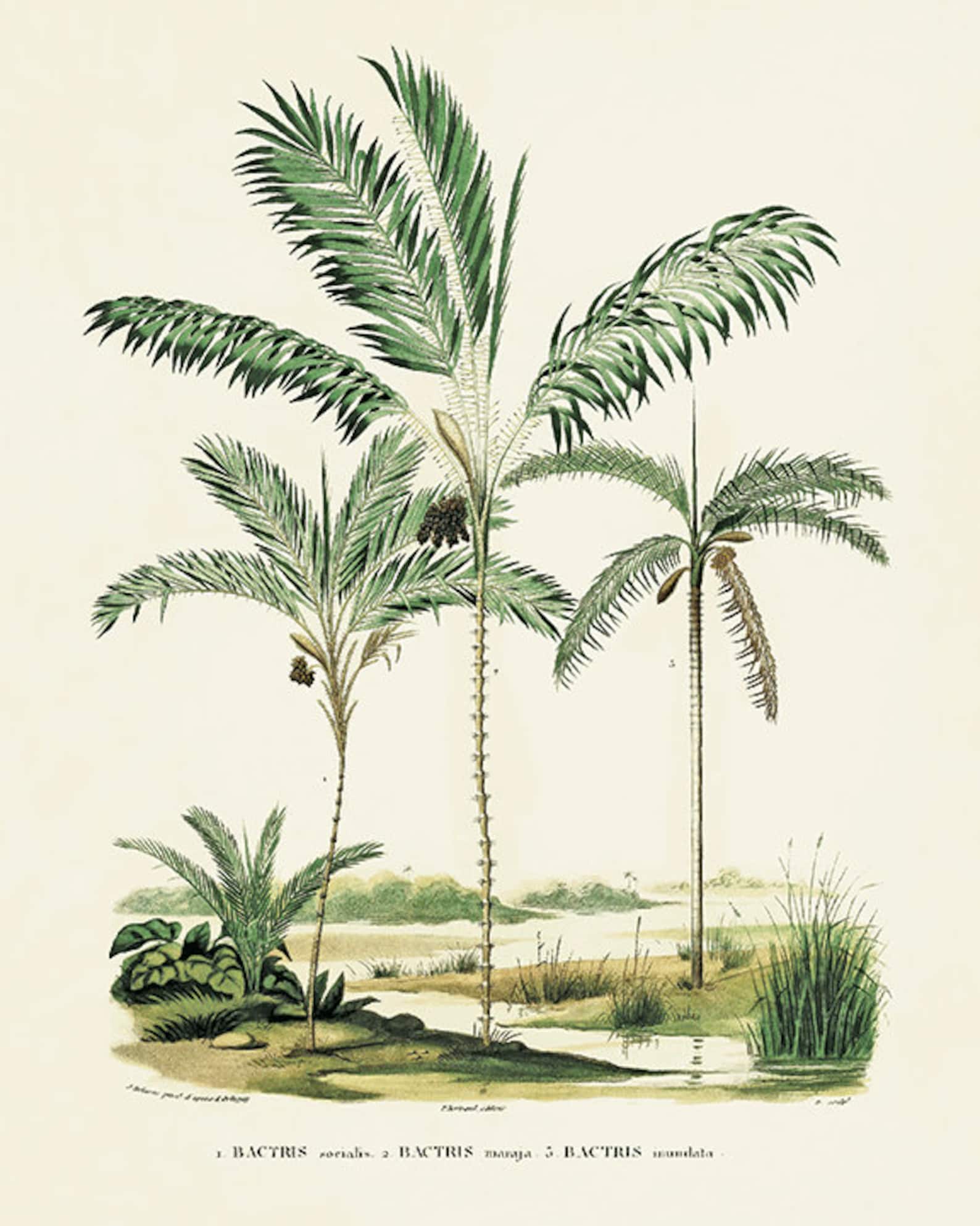 Palm Tree Print Antique Botanical Art Prints Beach House Art - Etsy