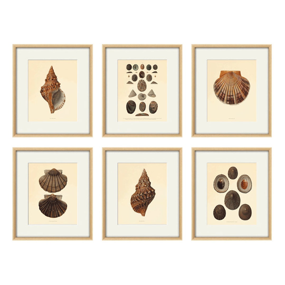Antique Seashell Art Print Sea Beach Art Nautical Print Ocean Print ...