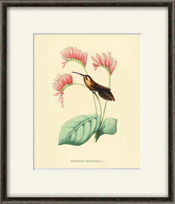 Wall Hangings Botanical Garden Illustration Hummingbird Print Antique ...