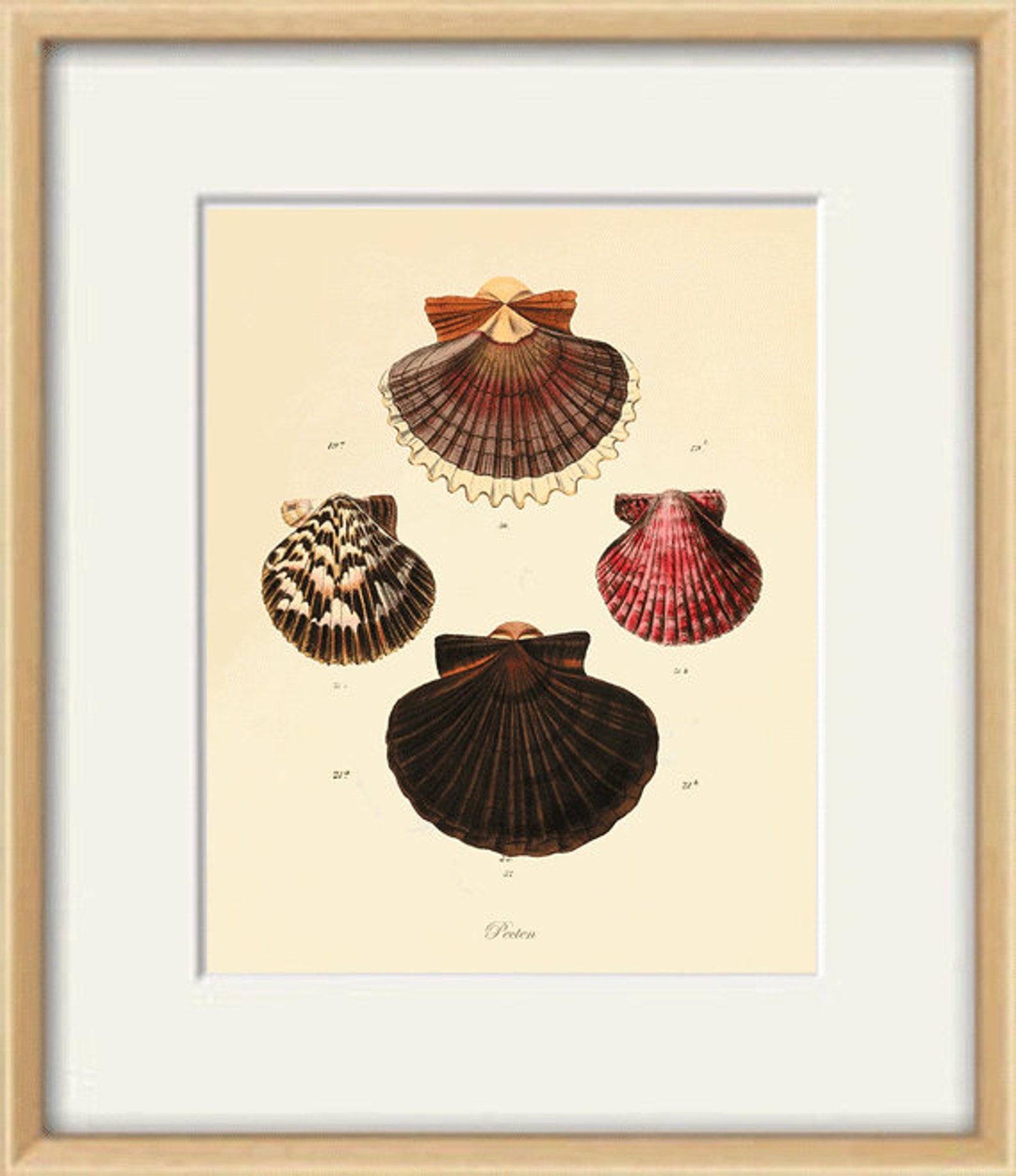 Antique Sea Shell Art Print Beach Decor Art Sea Beach Art - Etsy