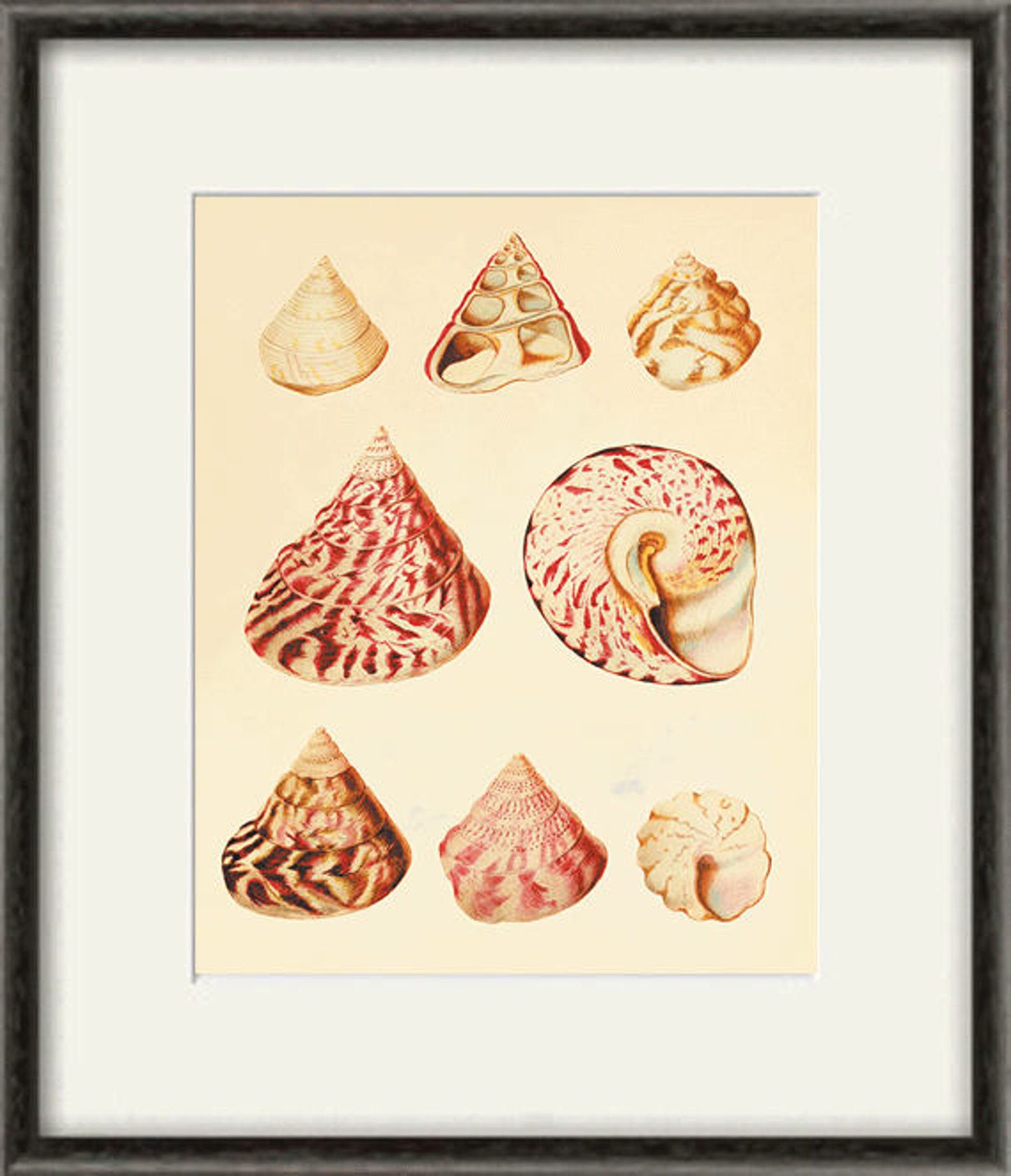 Antique Sea Shell Art Print Vintage Nautical Art Print Sea Art - Etsy