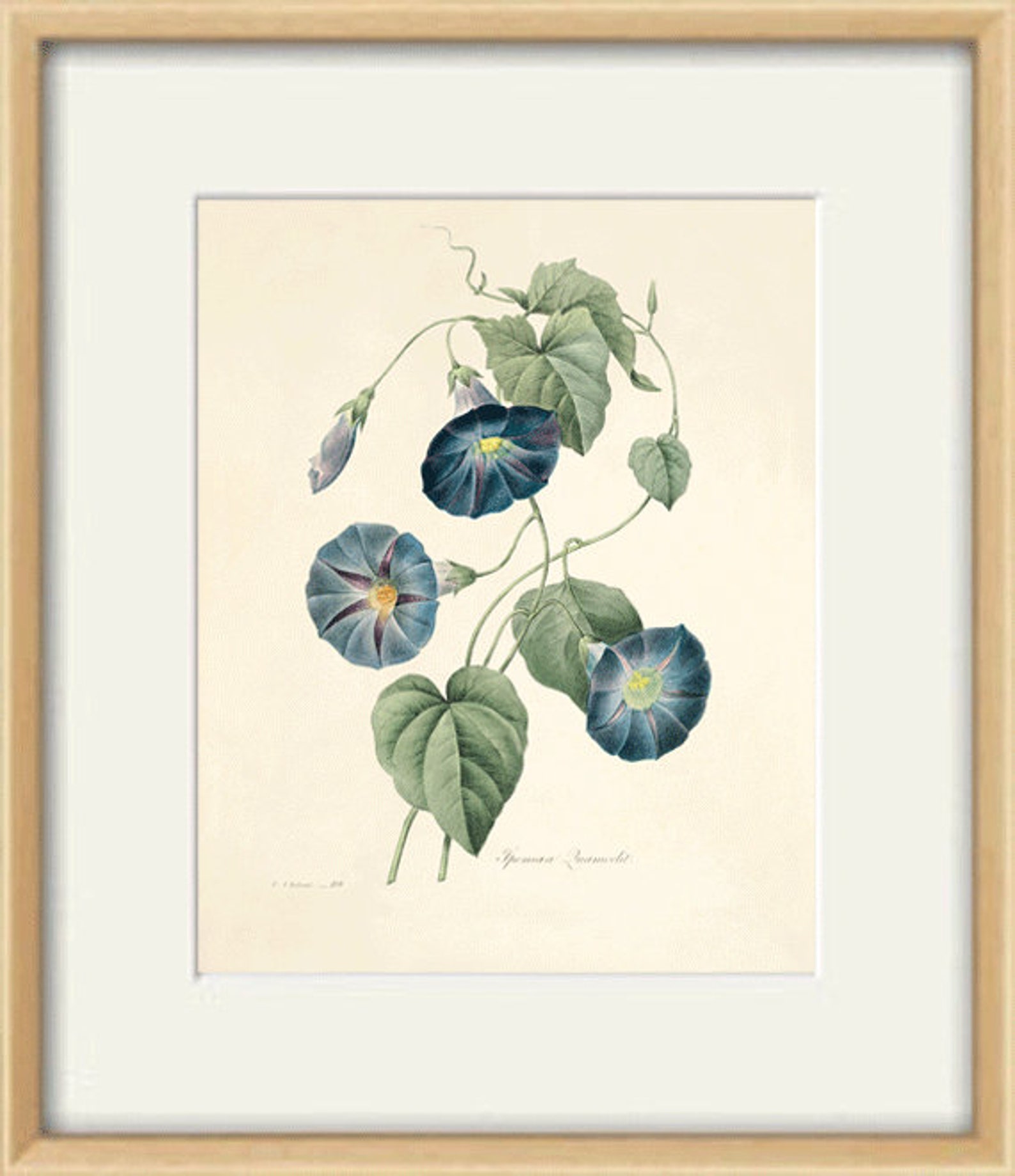 Antique French Botanical Print: Flower Wall Art Illustration - Etsy