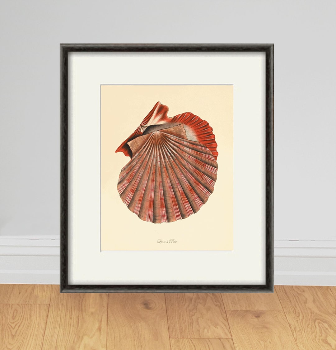 Seashell Art Print Poster Ocean Decor Beach Art Print Natural History ...