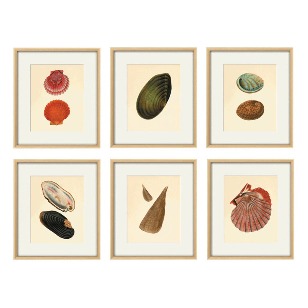 Antique Seashell Art Print Sea Beach Art Nautical Print Ocean Print ...