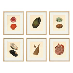 Antique Seashell Art Print Sea Beach Art Nautical Print Ocean Print ...