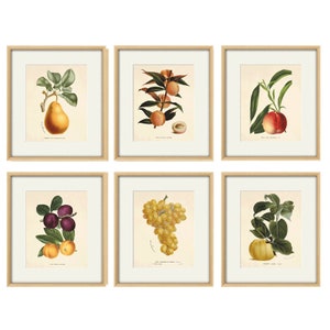 Antique Fruit Art Print Vintage Kitchen Art Print Antique Botanical Art ...