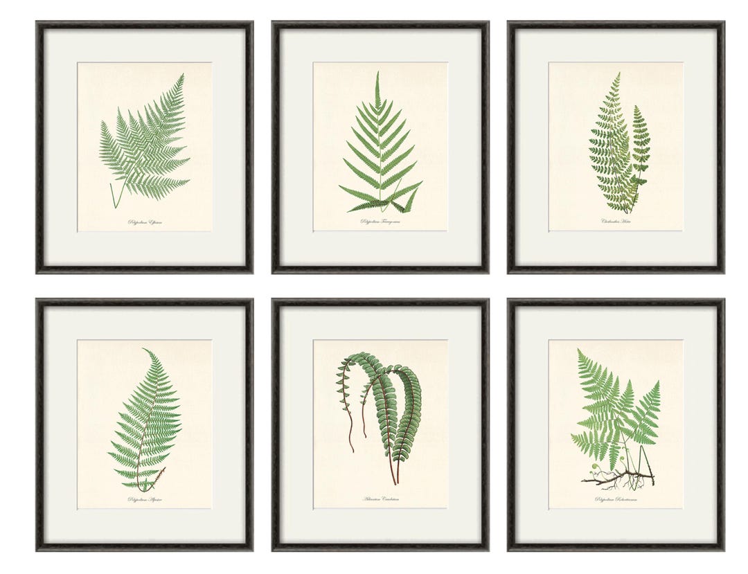 Fern Art Print Fern Print SET 6 Botanical Art Prints Home Decor Wall ...