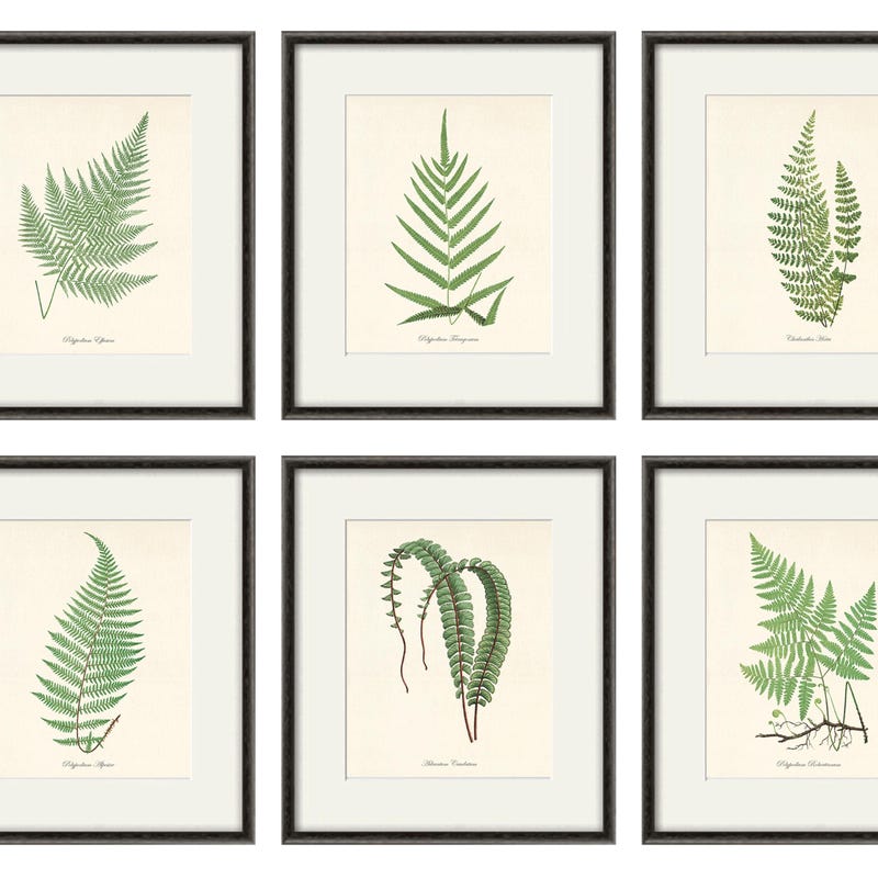 Fern Art - Etsy