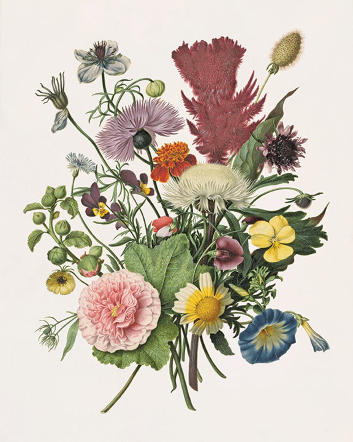 Antique Botanical Print Botanical Art Prints Flower Prints - Etsy