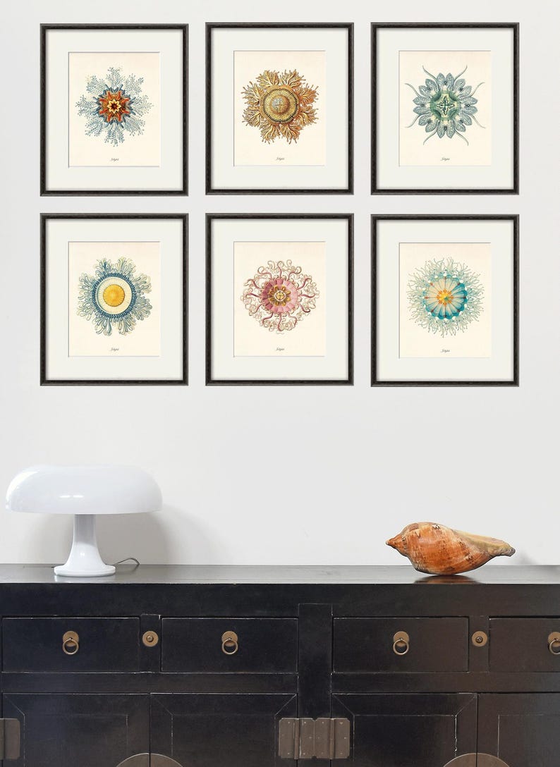 Vintage Jellyfish Art Print: Antique Ocean Coastal Wall Decor - Etsy