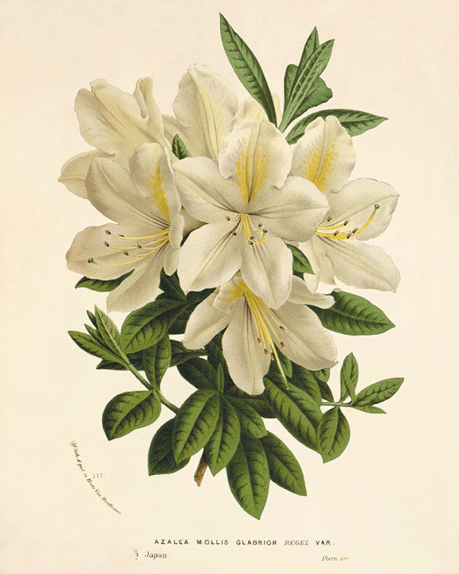 White Azalea Art Print Vintage Botanical Art Prints Victorian - Etsy