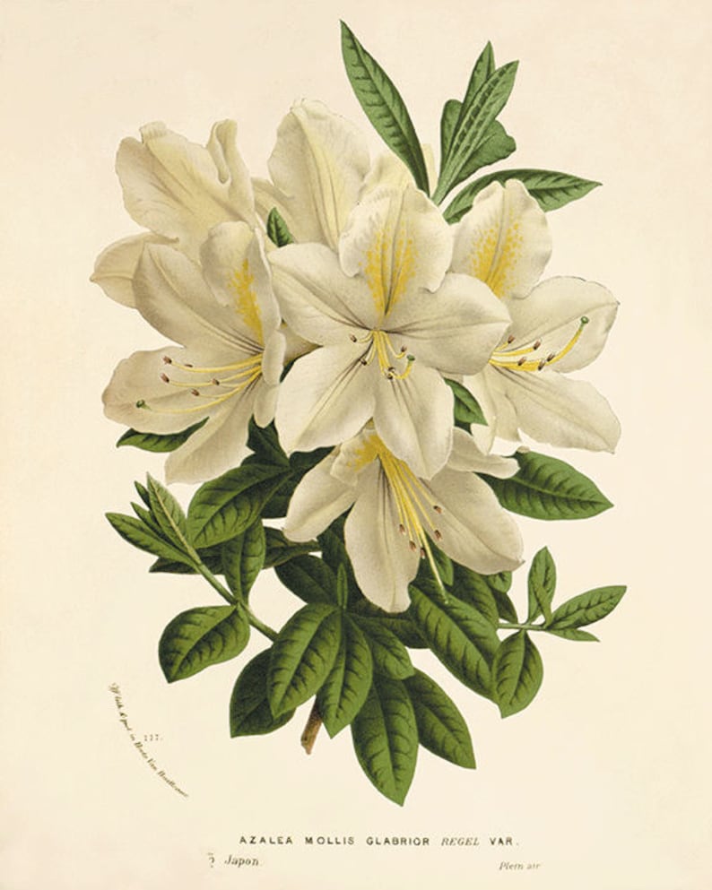 White Azalea Art Print Vintage Botanical Art Prints Victorian - Etsy