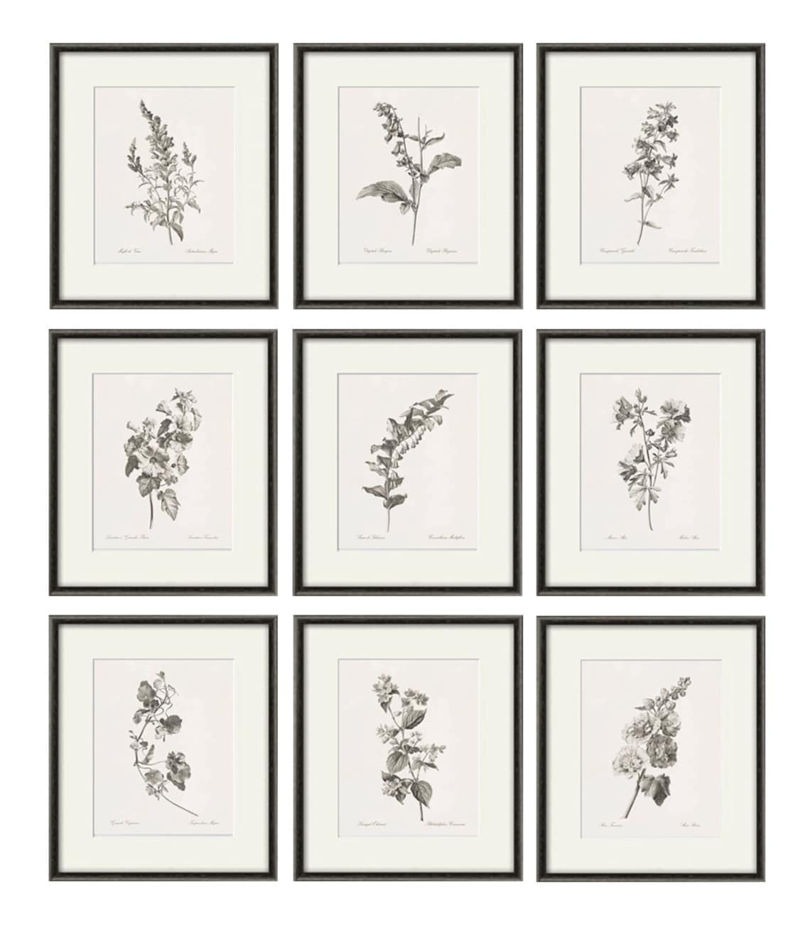 Antique Botanical Prints SET of 9 Botanical Art Prints Flower - Etsy