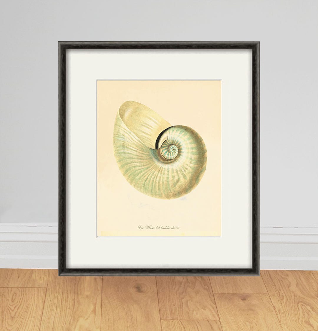 Victorian Seashell Art Print: Vintage Nautical Ocean Illustration - Etsy