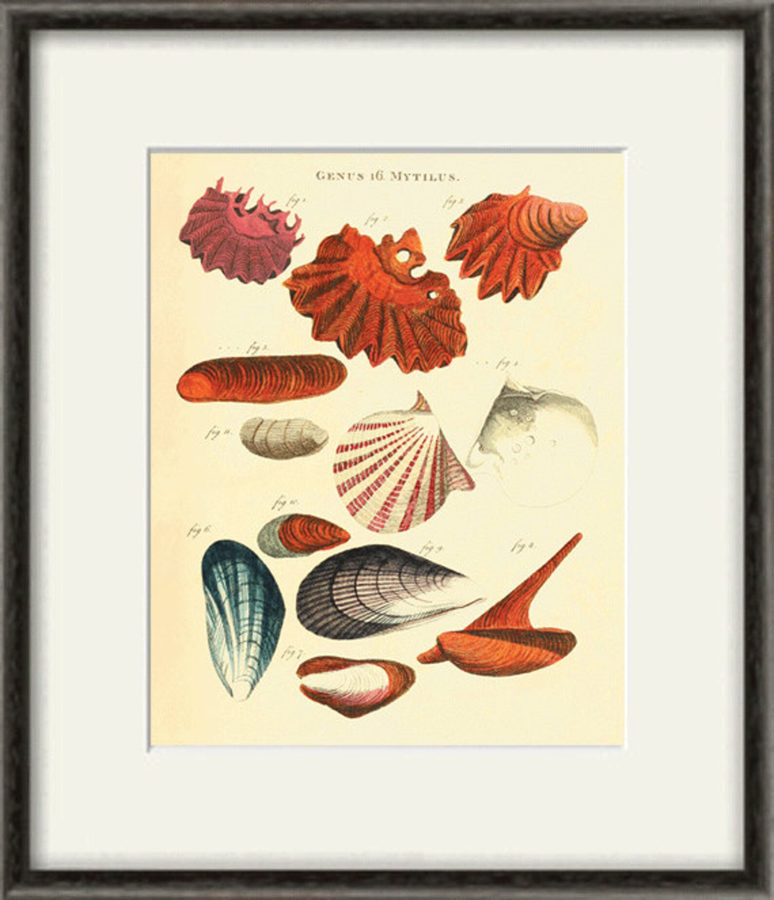 Sea Shell Art Print Antique Prints Nautical Art Print Ocean - Etsy Canada