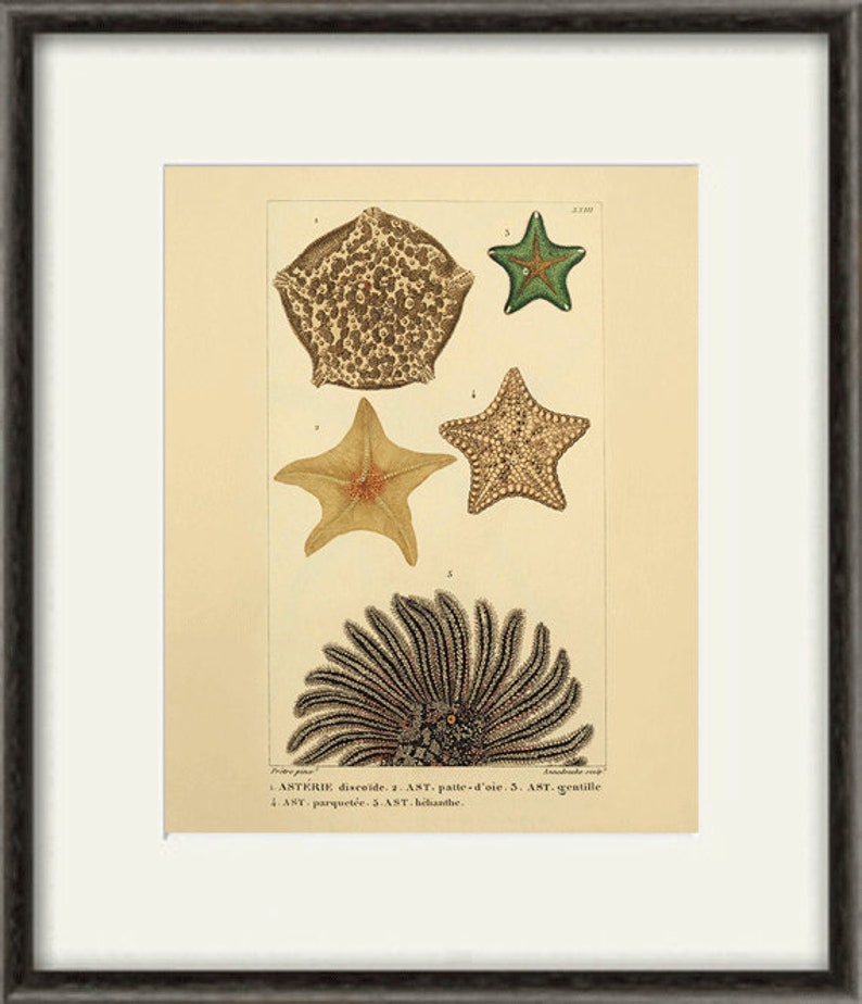 Starfish print vintage nautical art Ocean art Sea beach art | Etsy