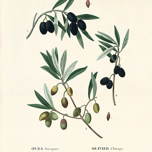 Olive Botanical Art Print Botanical Print Set Botanical Prints French ...