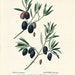 Olive Botanical Art Print Botanical Print Set Botanical Prints French ...