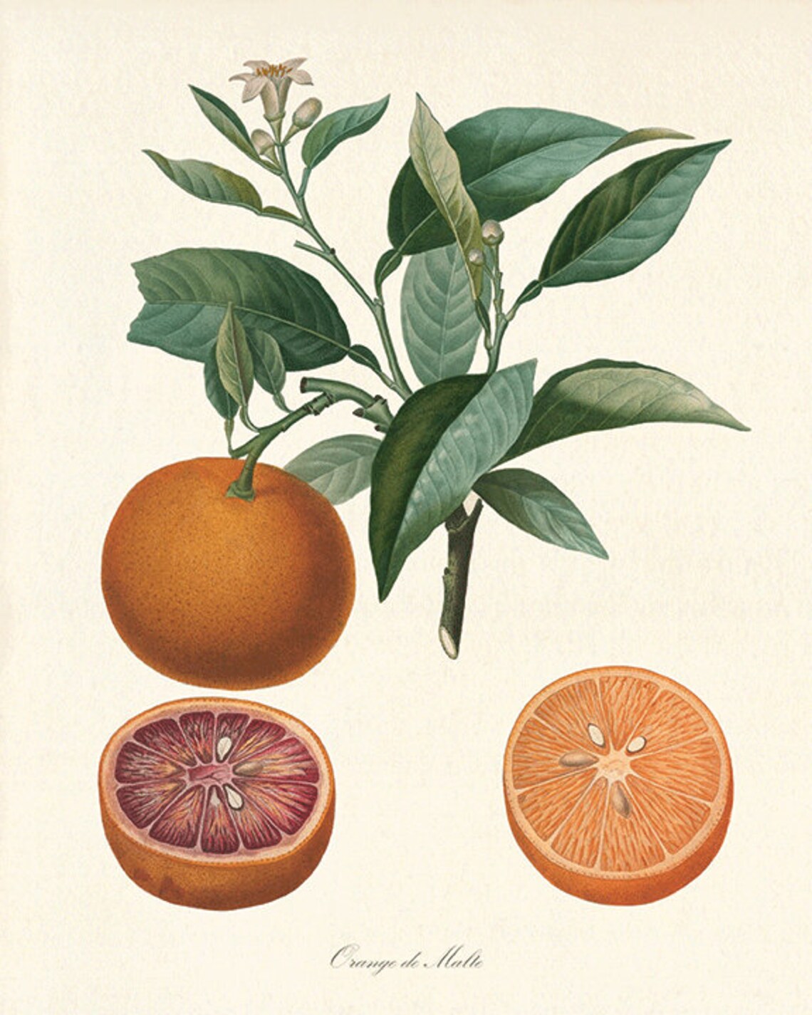 Citrus Art Print Antique Botanical Art Prints Botanical Print | Etsy