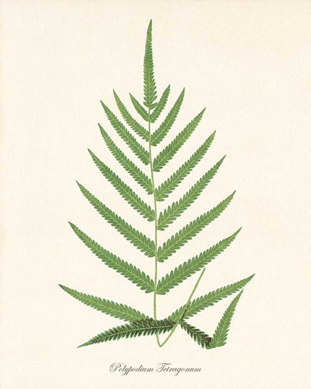 Antique Fern Art Print Vintage Botanical Art Prints Home Decor Wall Art ...