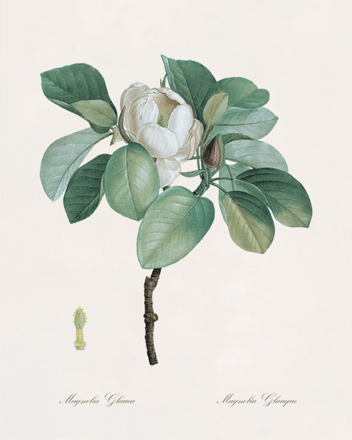 Antique Botanical Prints SET of 4 Botanical Art Prints Flower | Etsy