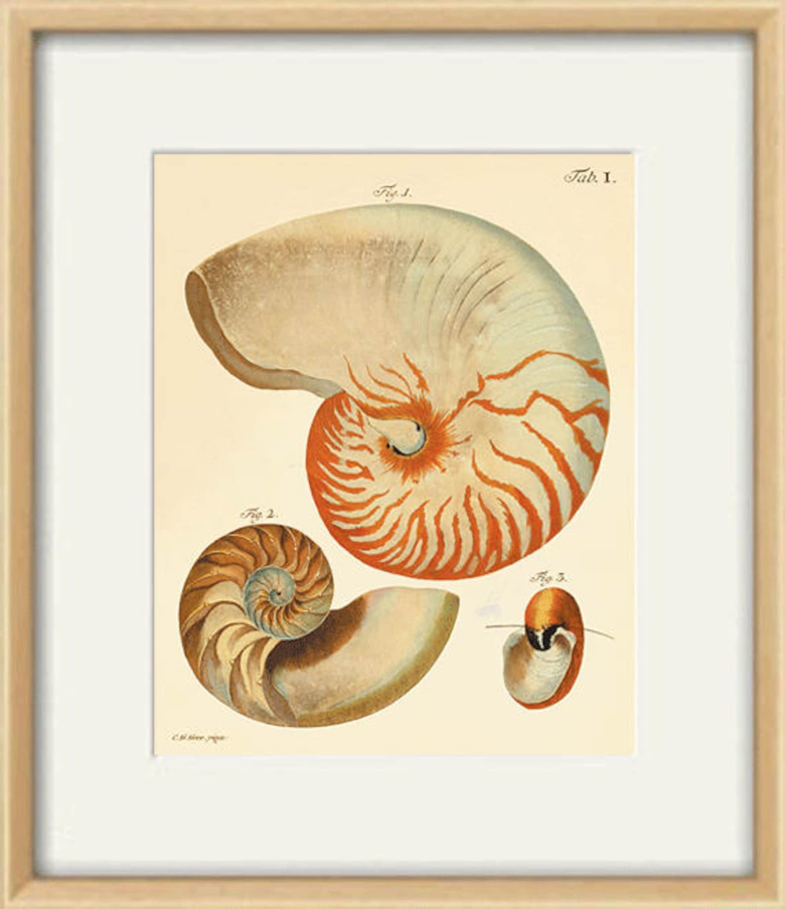 Antique Sea Shell Art Print Vintage Nautical Art Print Sea Art - Etsy