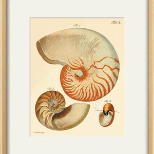Antique Sea Shell Art Print Vintage Nautical Art Print Sea Art Print ...