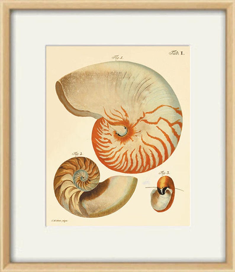 Antique Sea Shell Art Print Vintage Nautical Art Print Sea Art - Etsy