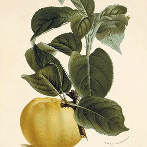 Apple Art Print Vintage Fruit Print Botanical Prints Home Decor Wall ...