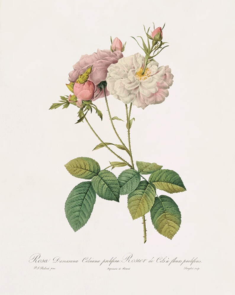 Pink Rose Art Print Vintage Flower Print Cottage Wall Art - Etsy