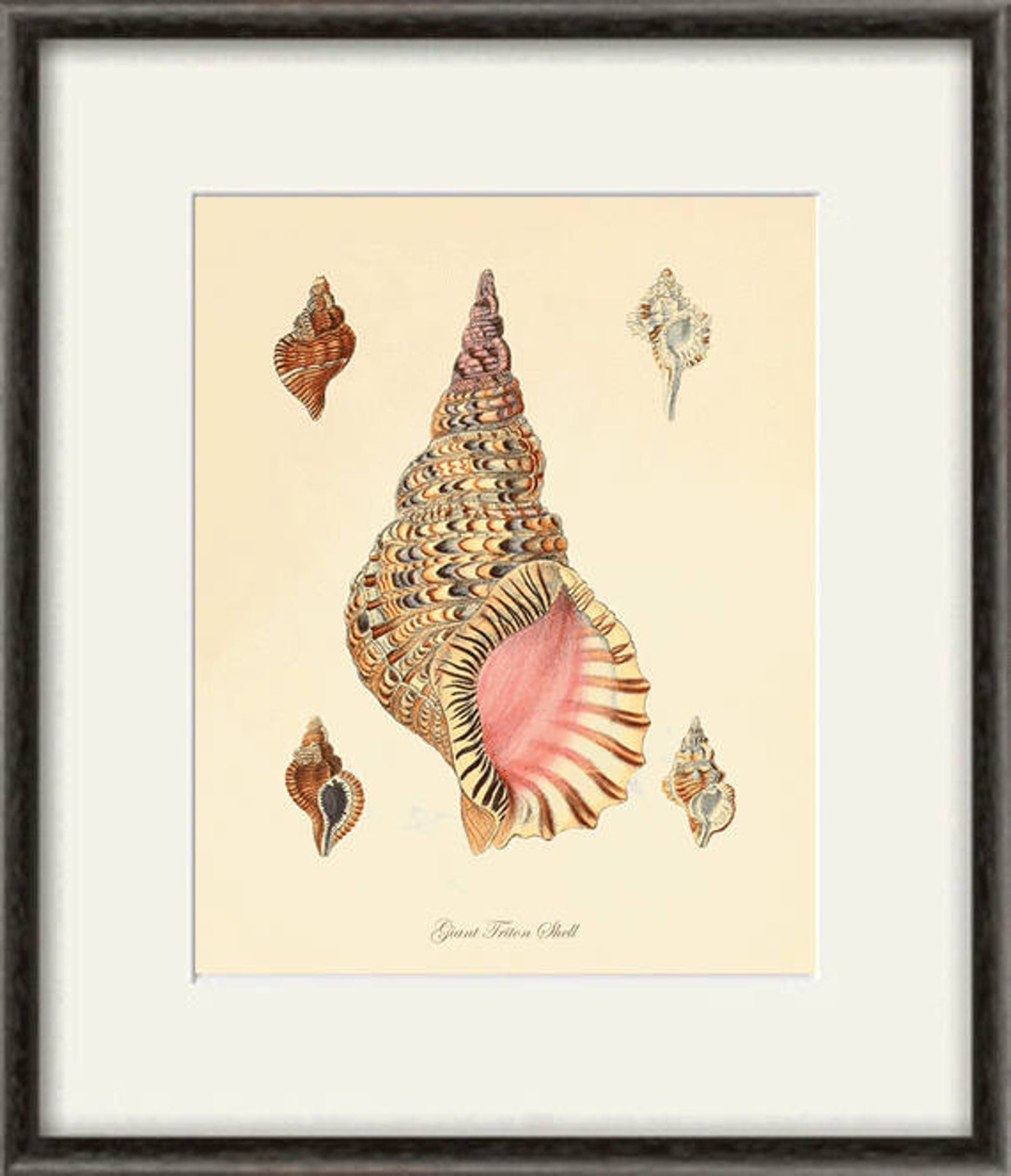 Sea Shell Print Beach Decor Art Nautical Print Natural History - Etsy