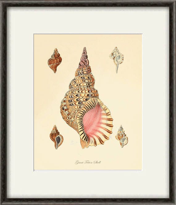 Sea Shell Print Beach Decor Art Nautical Print Natural History - Etsy ...