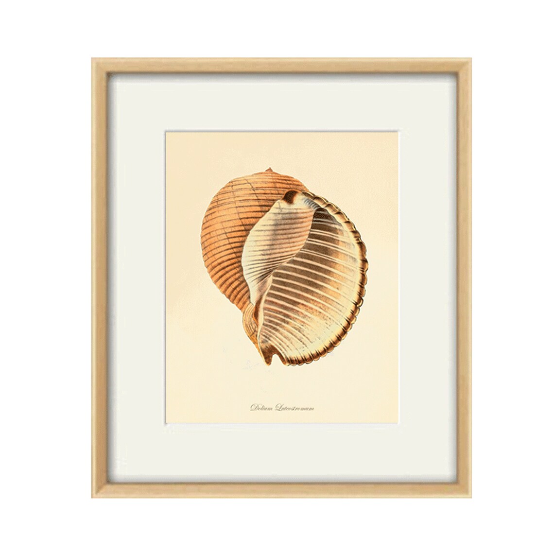 Sea Shell Beach Decor Art Nautical Print Natural History - Etsy