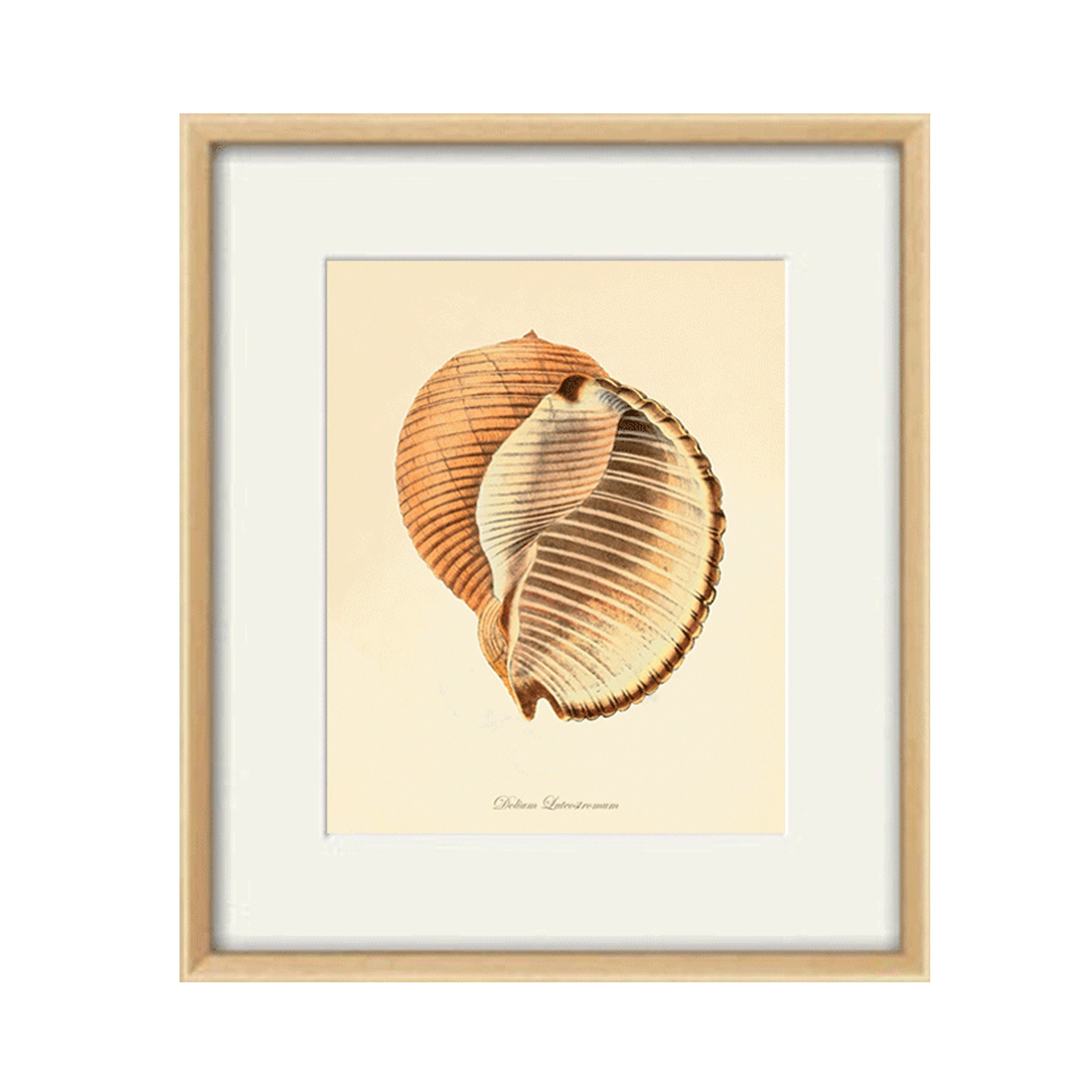Sea shell Beach decor art nautical print Natural History | Etsy