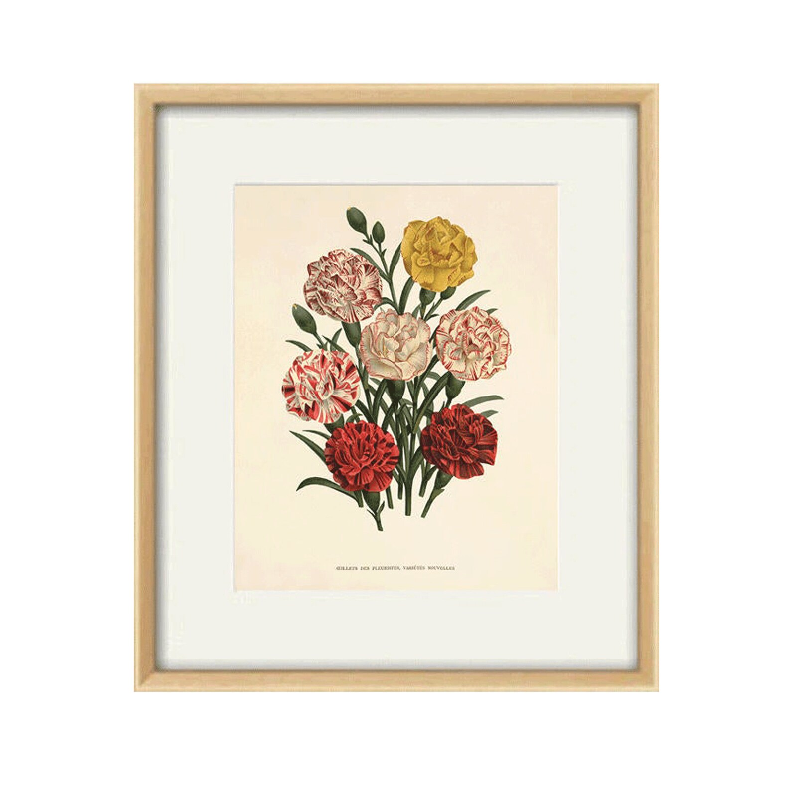 Carnation Art Print Antique Flower Art Botanical Art Prints - Etsy