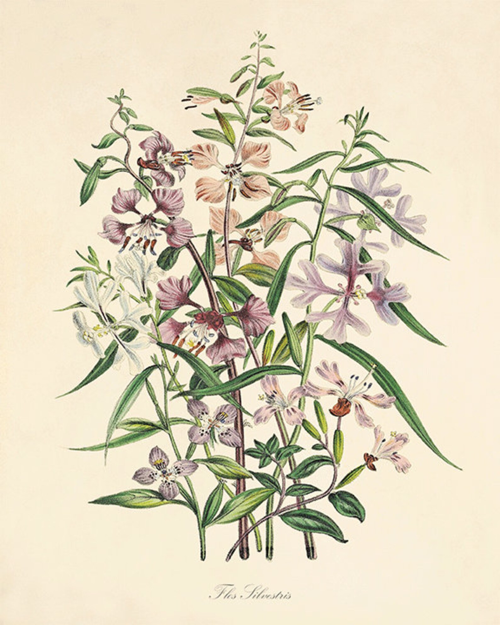 Antique Flower Art Print Set Antique Prints Pink Botanical | Etsy