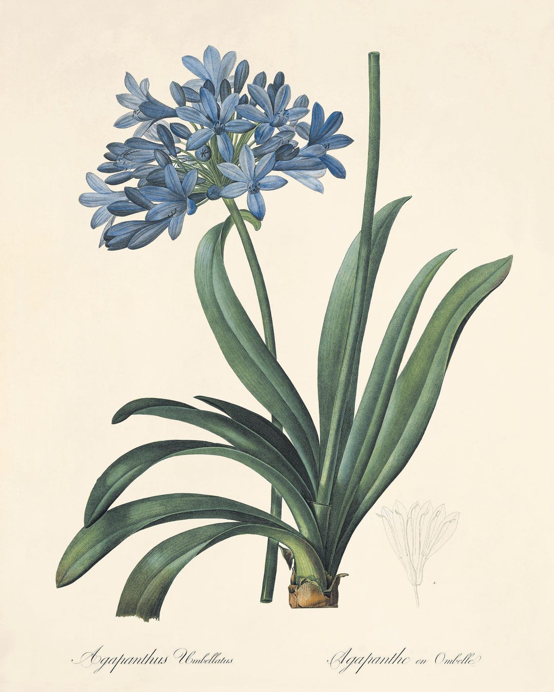 Blue Antique Flower Print Cottage Wall Art Victorian Print French Decor ...