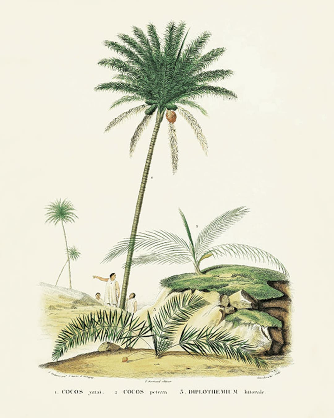Antique Palm Tree Botanical Print: Victorian Tropical Wall Art - Etsy