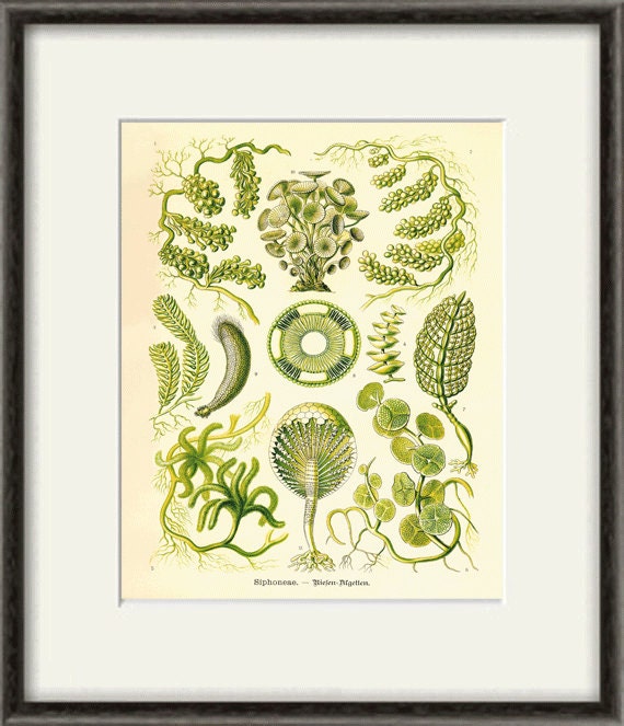Algae Art Print Nautical Print Sea Art Print Sea Life Art - Etsy
