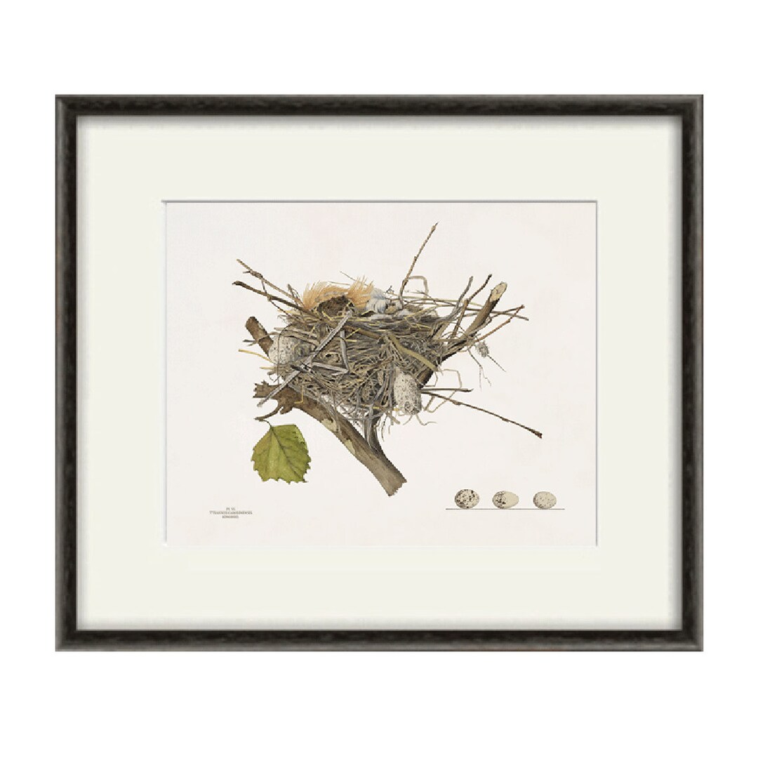 Bird Nest Art Antique Bird Art Print Vintage Garden Wall Art Nature ...