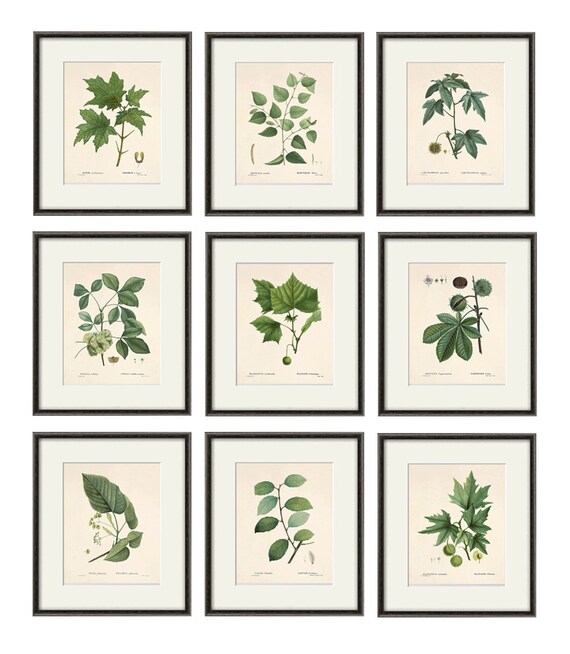 Botanical Print Set Leaf Art Print Botanical Art Print Cottage - Etsy