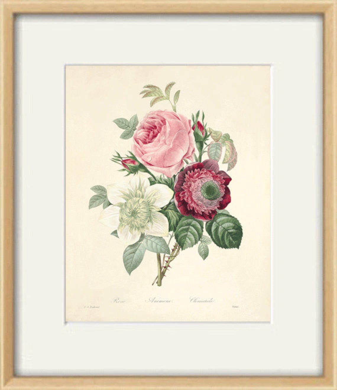 Rose Art Print Poster Antique Prints Botanical Art Prints Home - Etsy